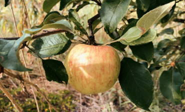 Les Fermes Miracle Farms – Permaculture Orchard