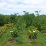 Les Fermes Miracle Farms – Permaculture Orchard