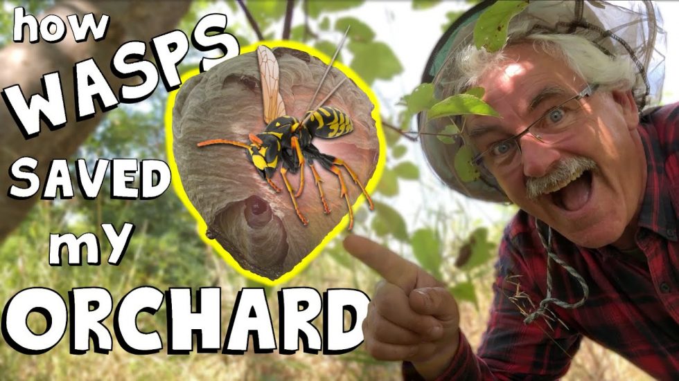 WASPS! Natures MOST UNDERRATED INSECT… – Les Fermes Miracle Farms