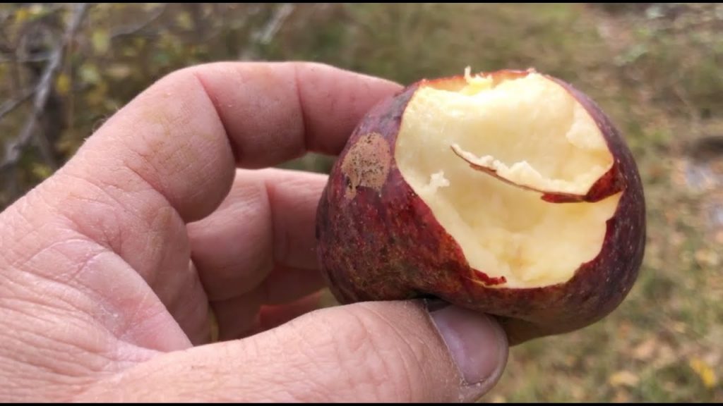 Les Fermes Miracle Farms – Permaculture Orchard