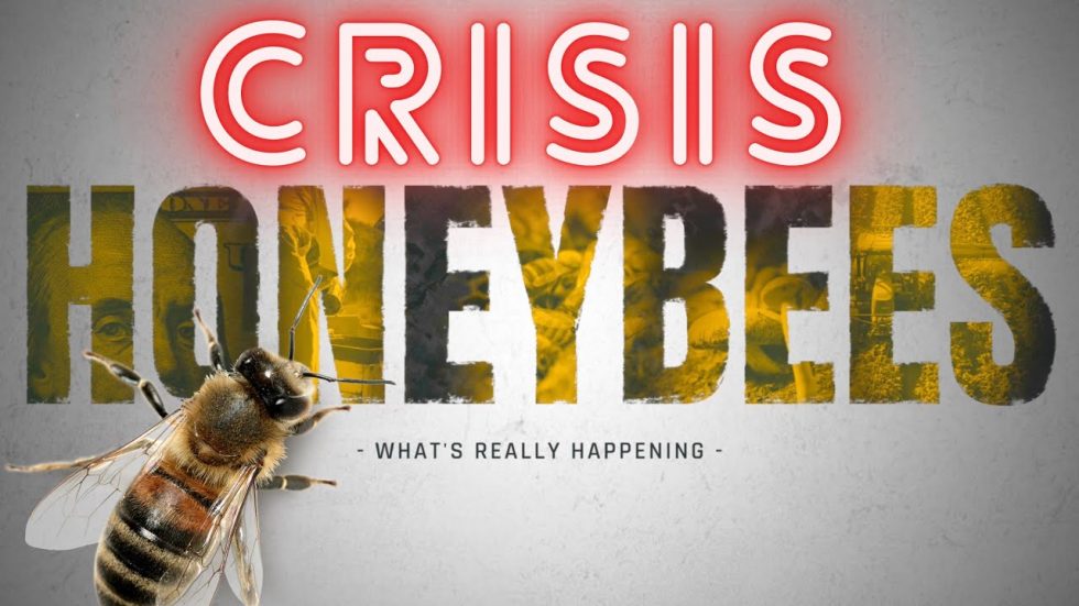 HONEY BEES have become a HUGE PROBLEM – What’s really happening? – Les ...