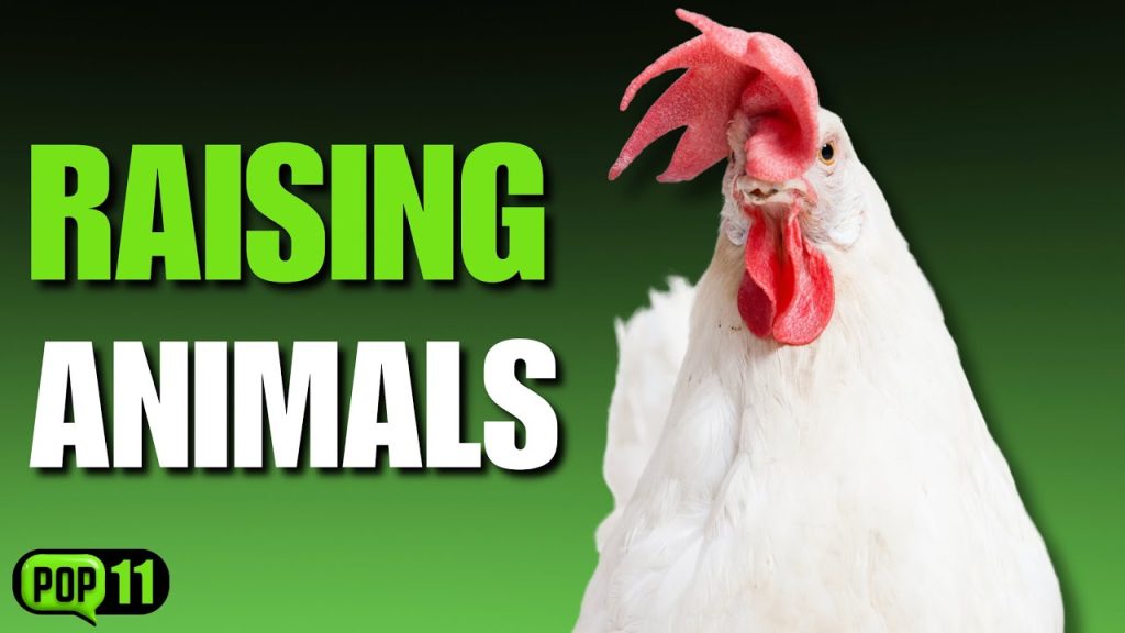 Boost Your Harvest with These Backyard Critters! – Les Fermes Miracle Farms