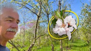 Les Fermes Miracle Farms – Permaculture Orchard